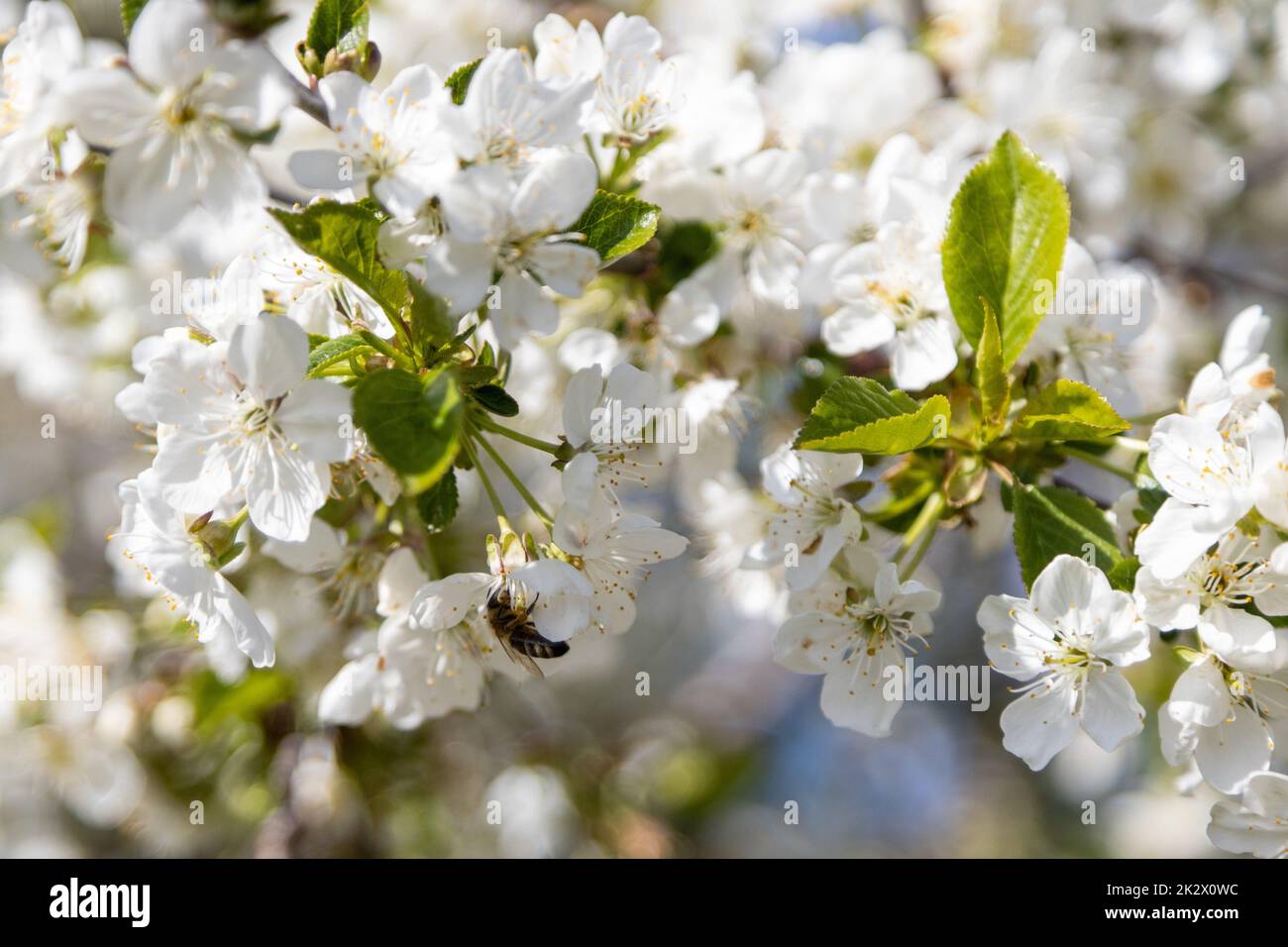 A bee collects pollen in flowers of a sour cherry tree Stock Photo - Alamy