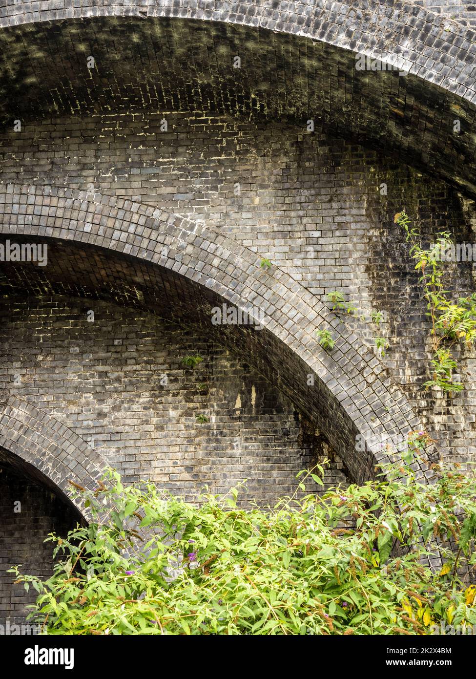 Blue brick arches of Castlefield viaduct overgrown with Buddleia ...