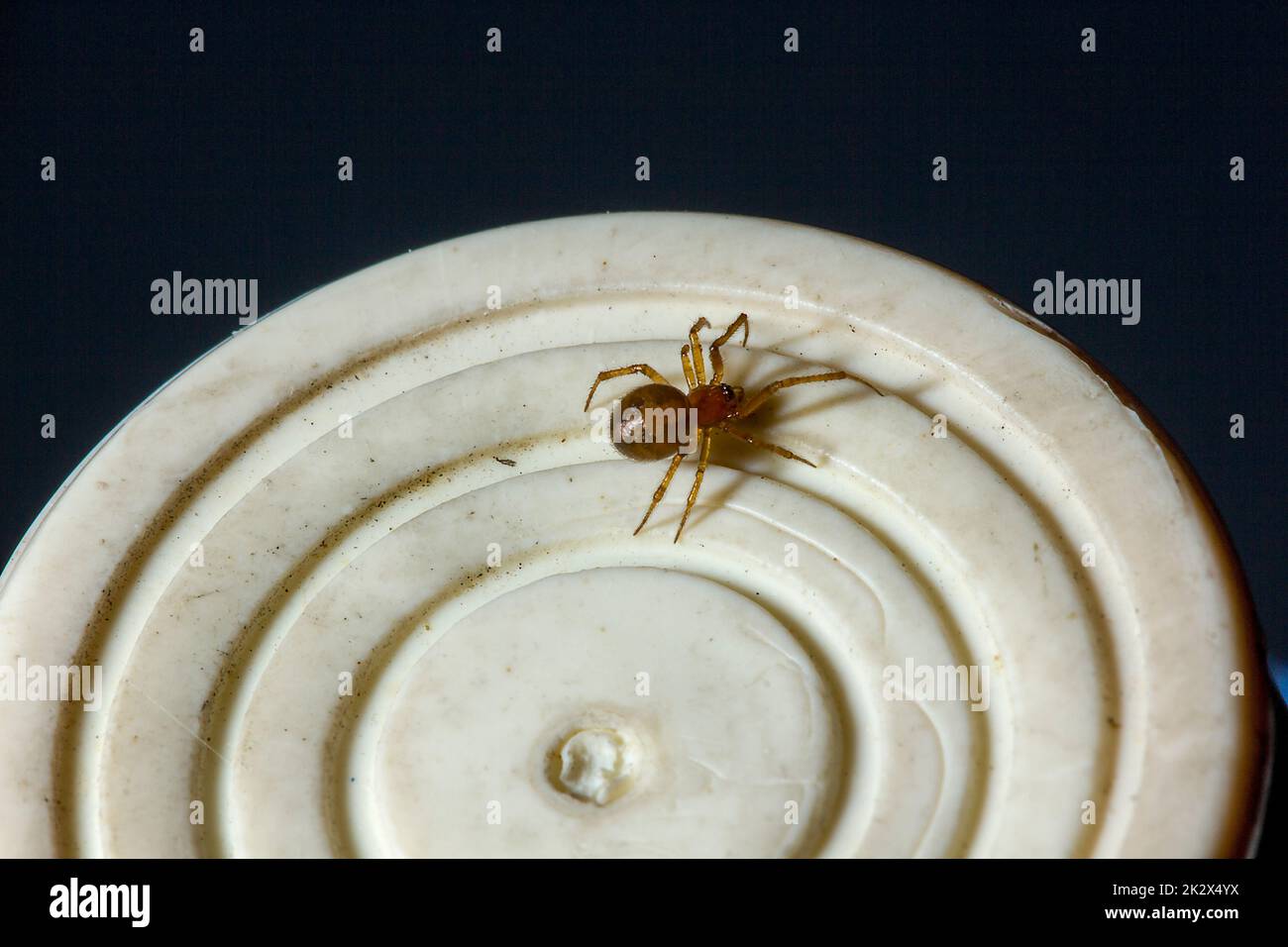 Water Spider Red Velvet