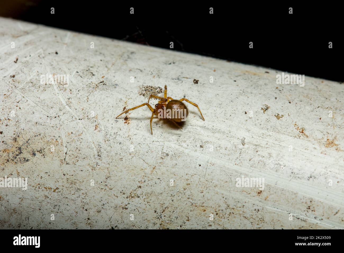 The little red spider lives in the wasteland Stock Photo - Alamy