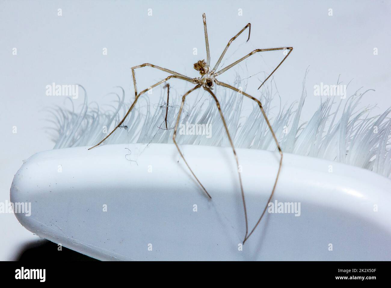 Long legged spiders hi-res stock photography and images - Alamy