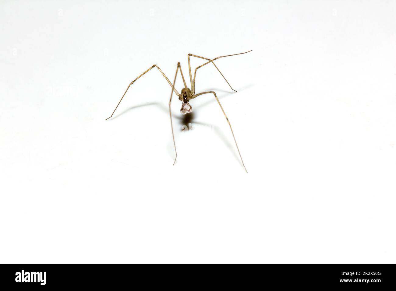 Long leg spiders hi-res stock photography and images - Alamy