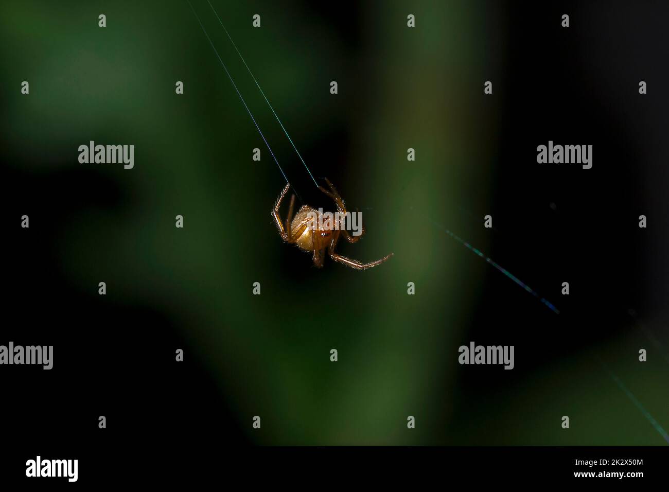 Small spiders live in abandoned places Stock Photo - Alamy