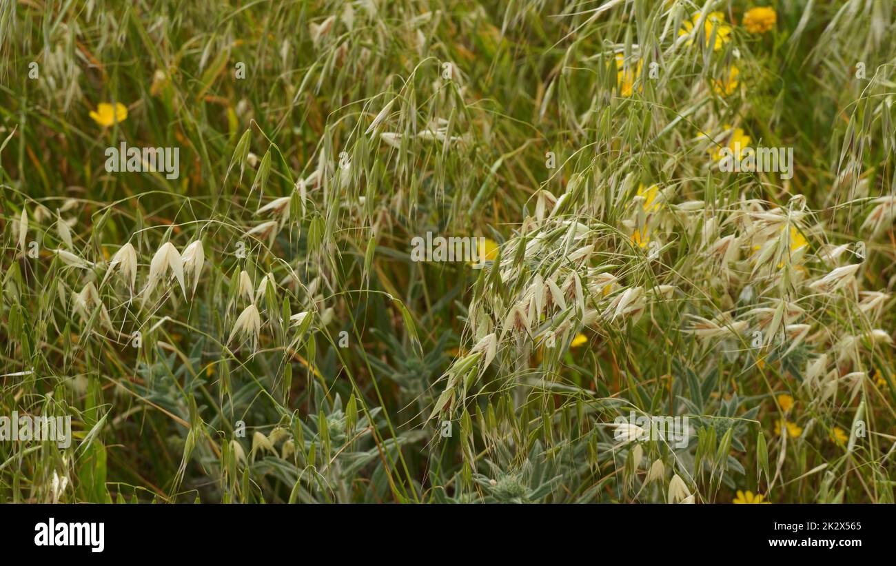 Meadow of the oat (Avena sativa), field in Spring grown as a grain ...