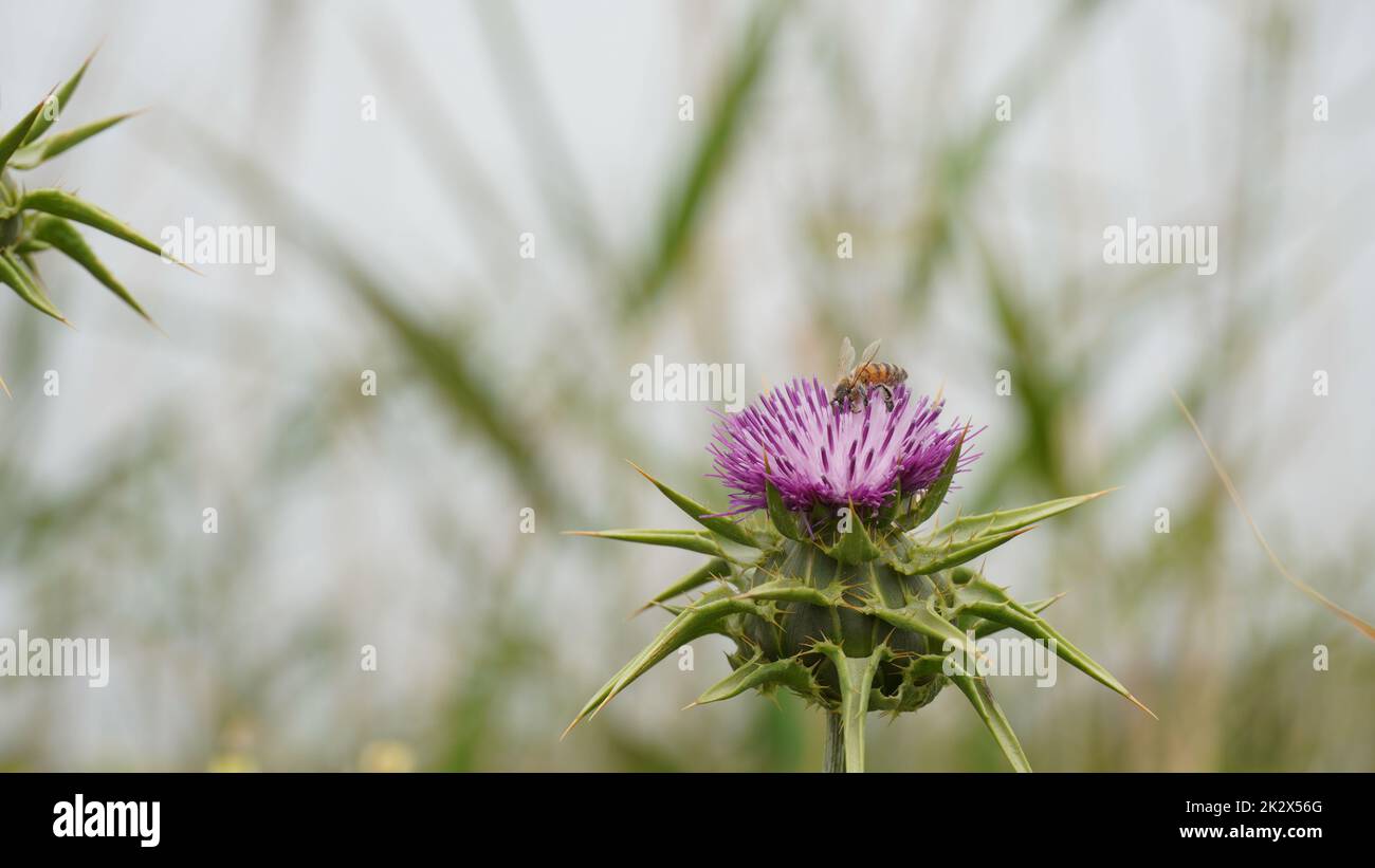 Thistle on blurred background. National flower of Scotland Stock Photo ...
