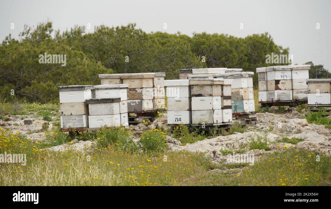 Wooden beehives standing on the hill slope near forest, with active ...