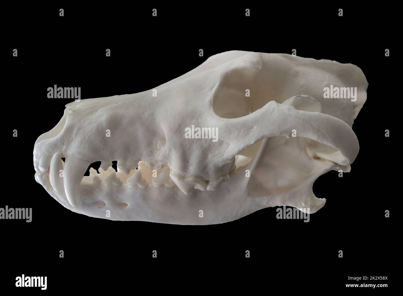 Wolf skull anatomy hi-res stock photography and images - Alamy