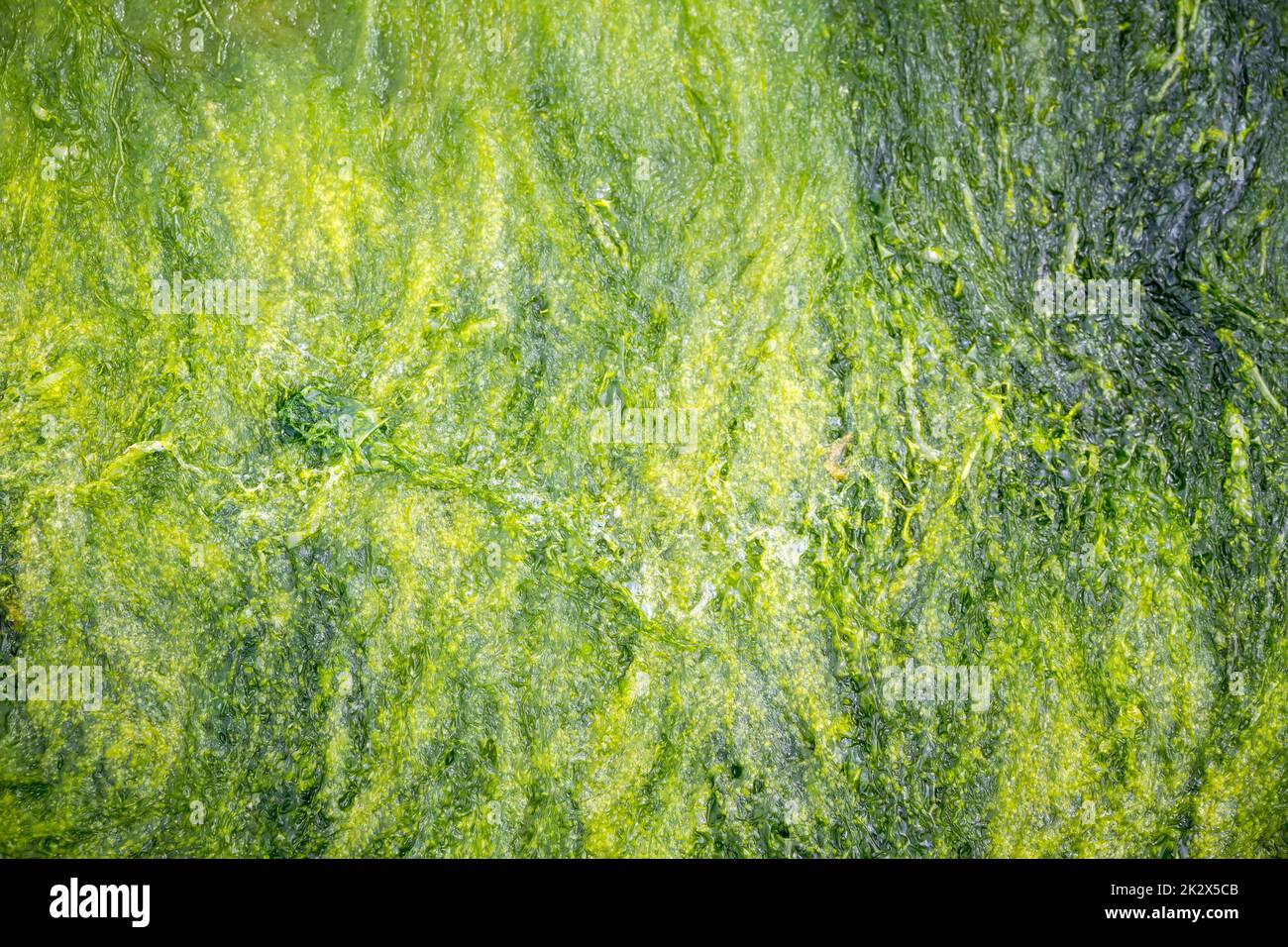 Texture algae hi-res stock photography and images - Alamy