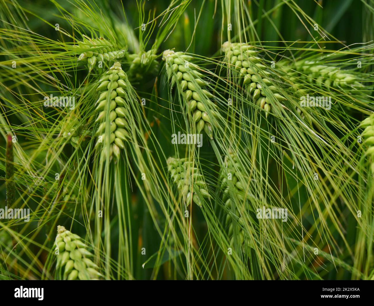 Wintergerste in verschiedenen Bildern in der freien Natur Stock Photo ...