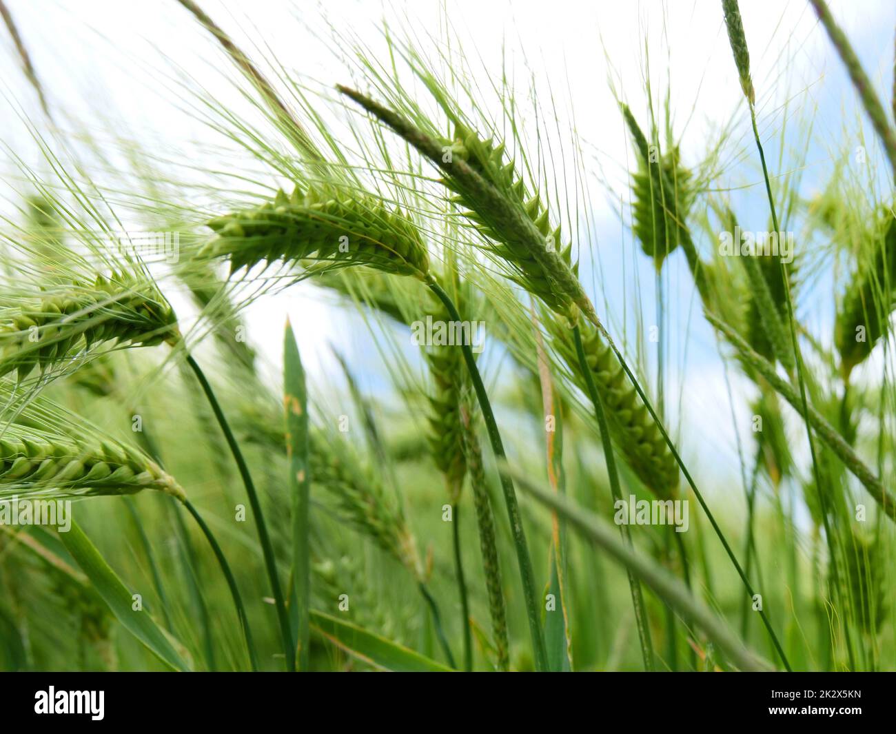 Wintergerste in verschiedenen Bildern in der freien Natur Stock Photo ...