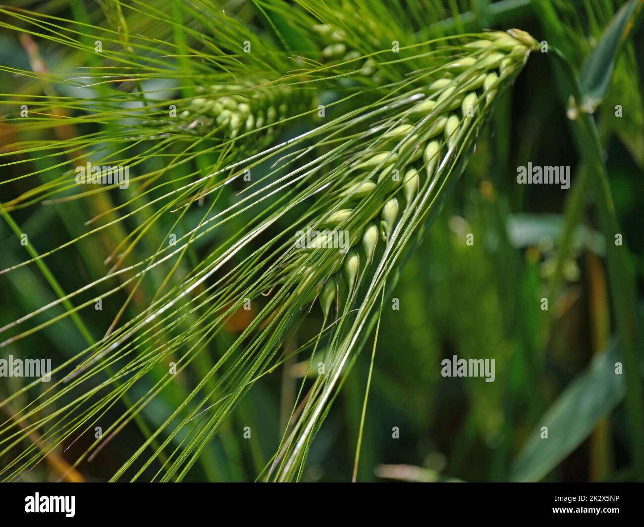 Getreidemaerkte hi-res stock photography and images - Alamy