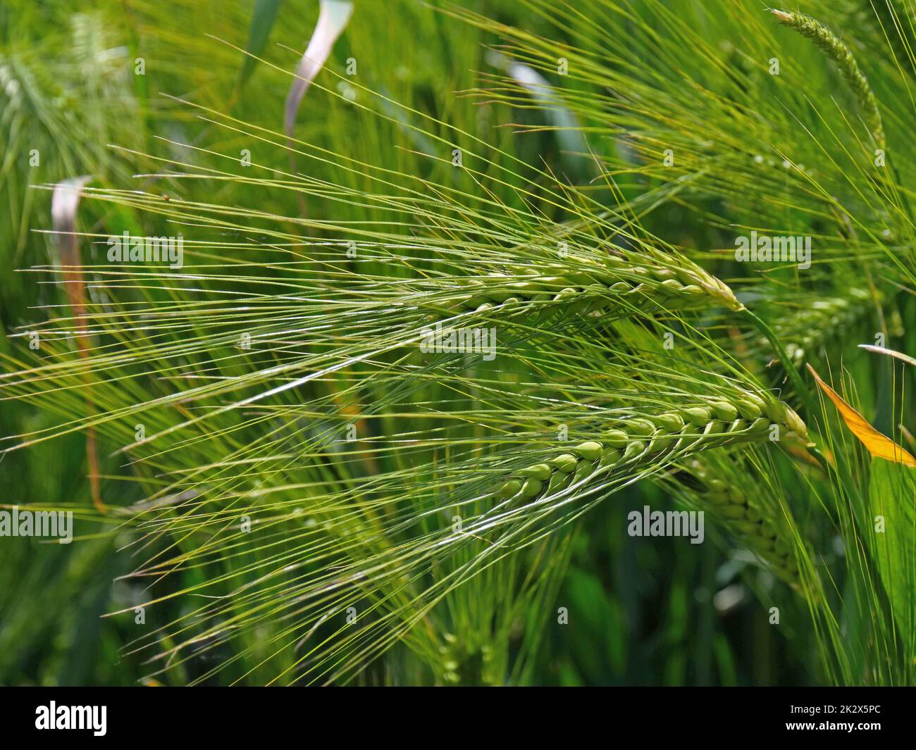 Wintergerste in verschiedenen Bildern in der freien Natur Stock Photo ...
