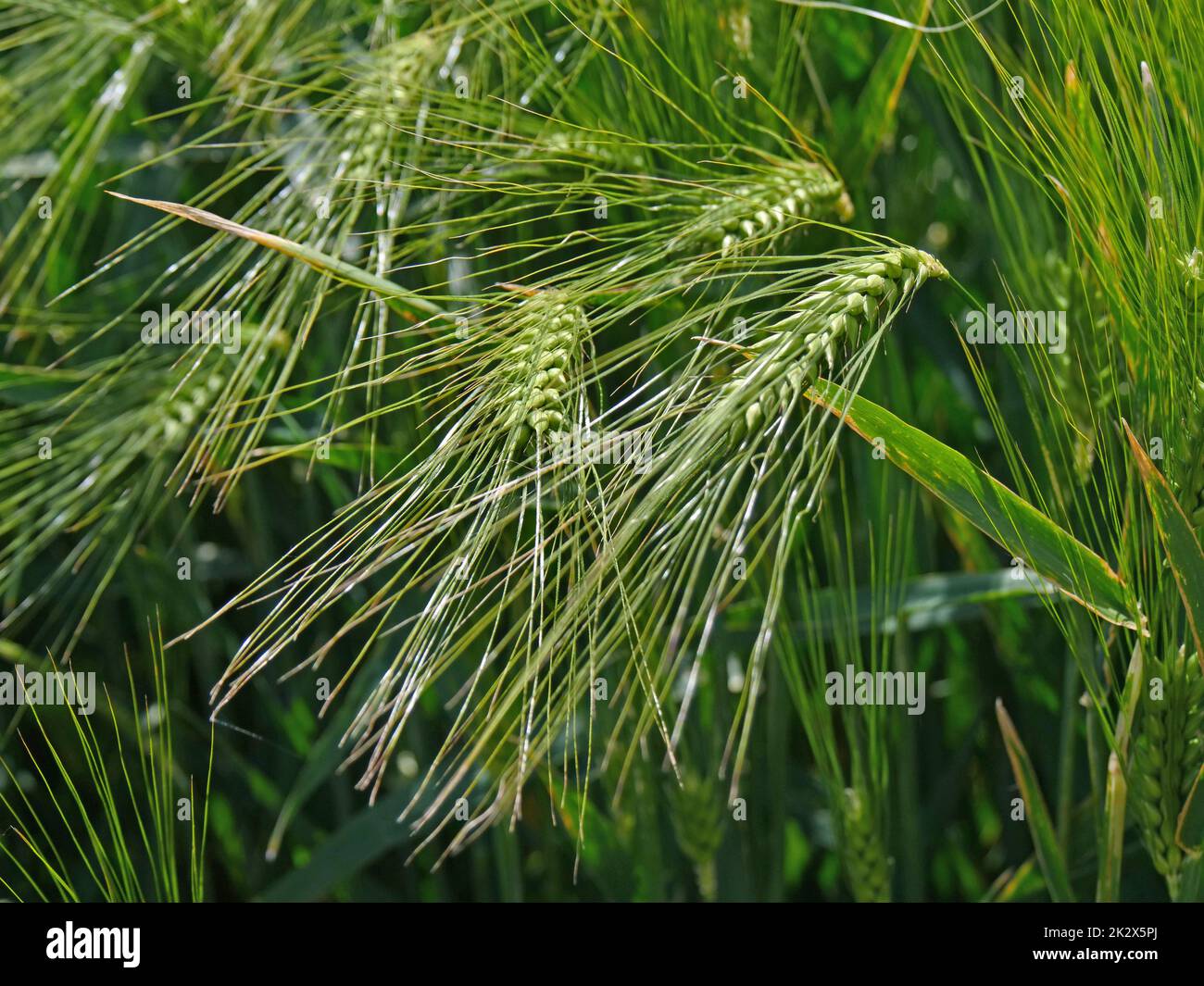 Wintergerste in verschiedenen Bildern in der freien Natur Stock Photo ...