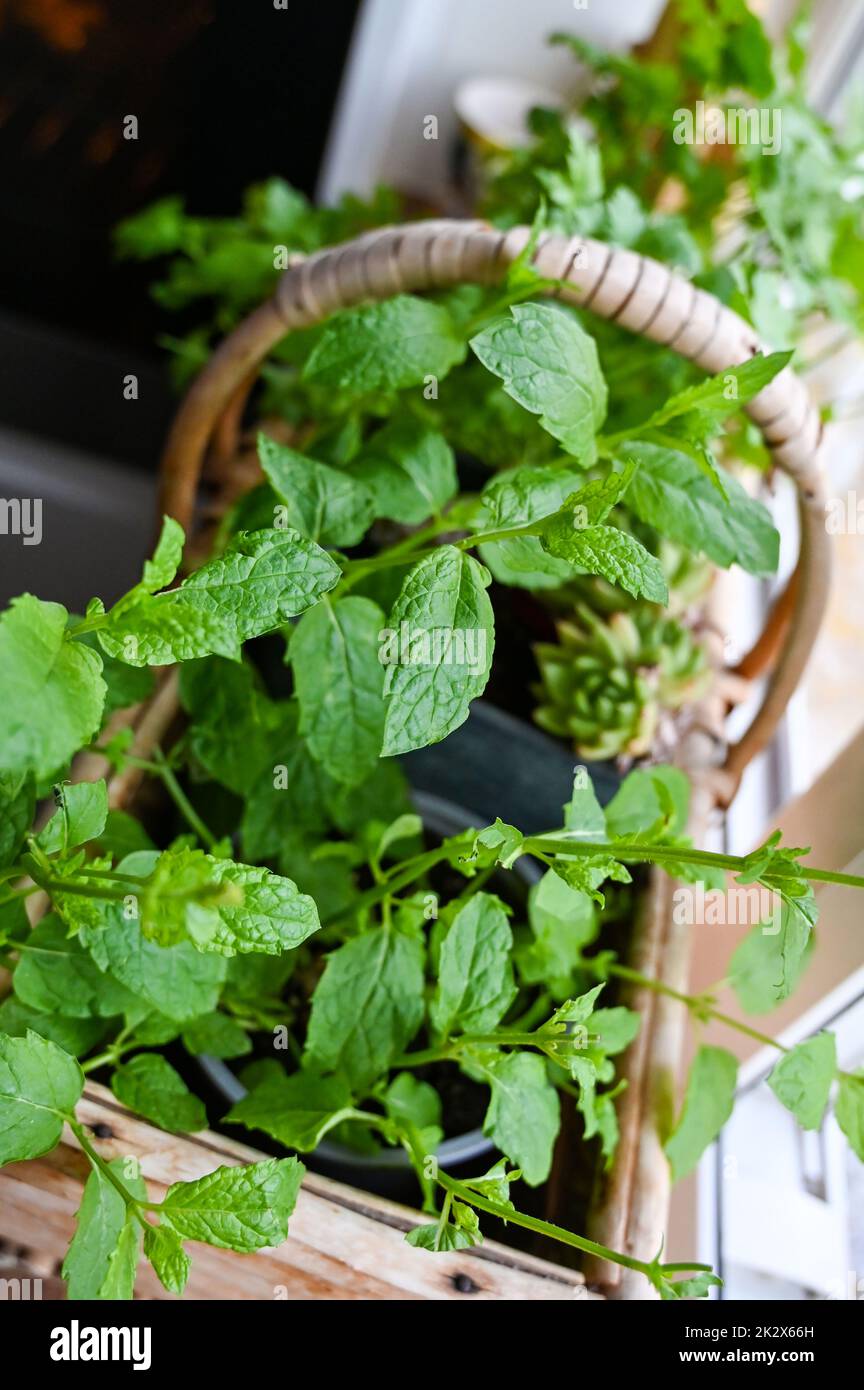 Fresh mint plant growing in a windowsill planter in the kitchen Stock ...