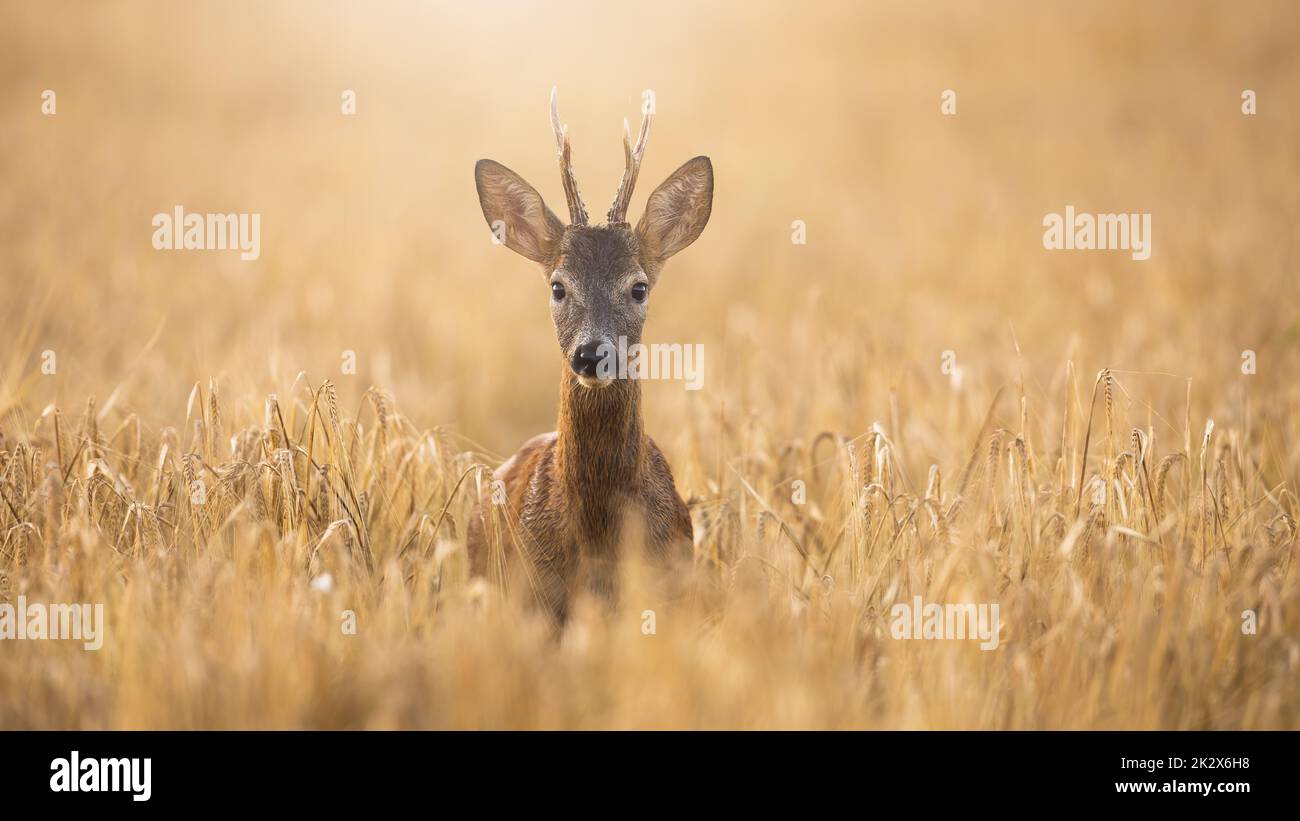 Sun shining on a roe deer buck standing on wheat field and watching ...