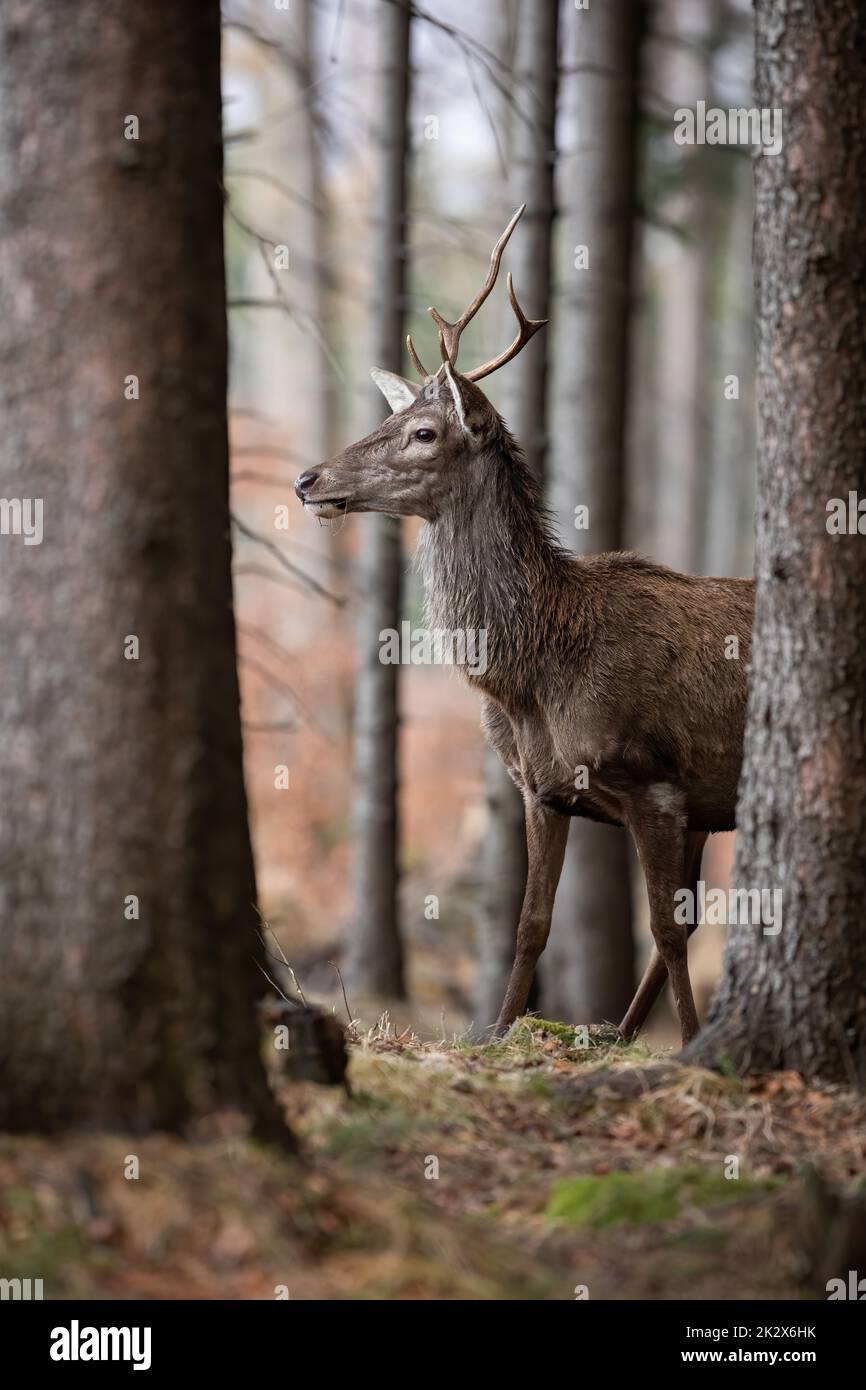 Young red deer stag looking around in spruce monoculture in spring ...