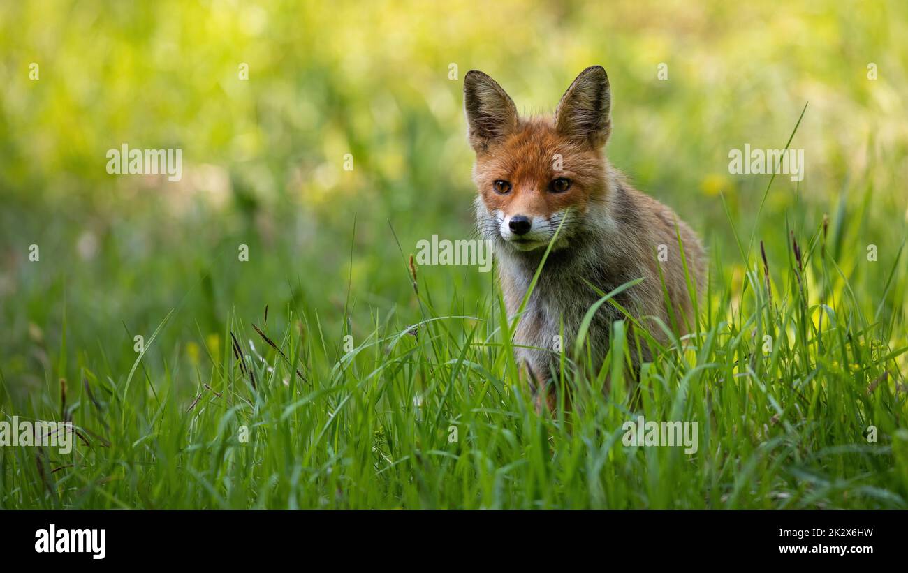 Red fox looking from a shelter in a tall green grass on a meadow in ...