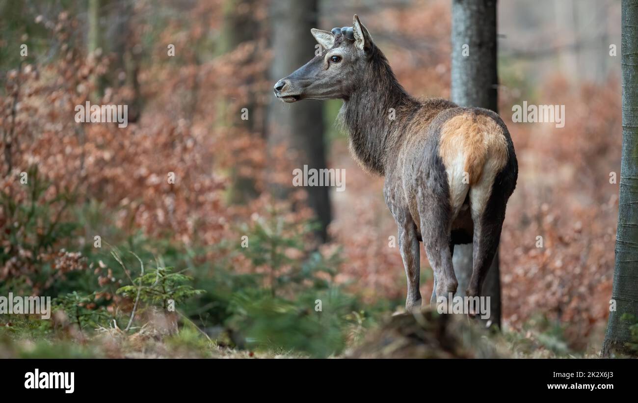 Young stag with velvet antlers hi-res stock photography and images - Alamy