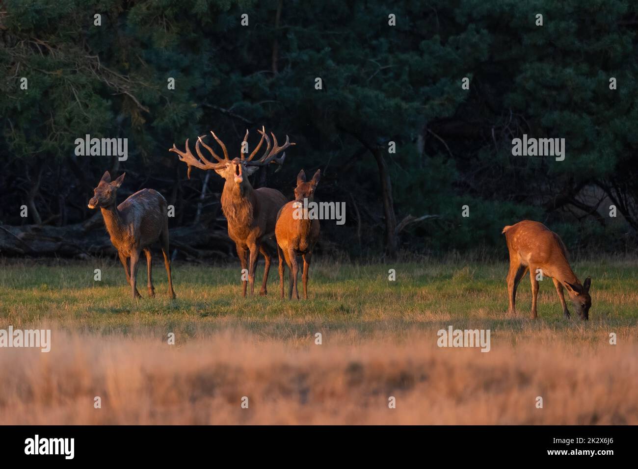 Male roaring at sunset hi-res stock photography and images - Alamy