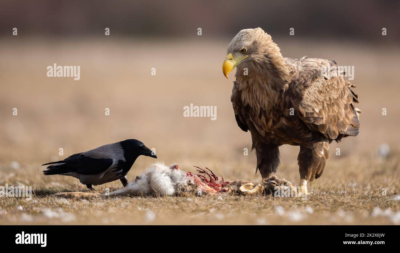 White-tailed eagle and hooded crow scavenging on dead animal in spring ...