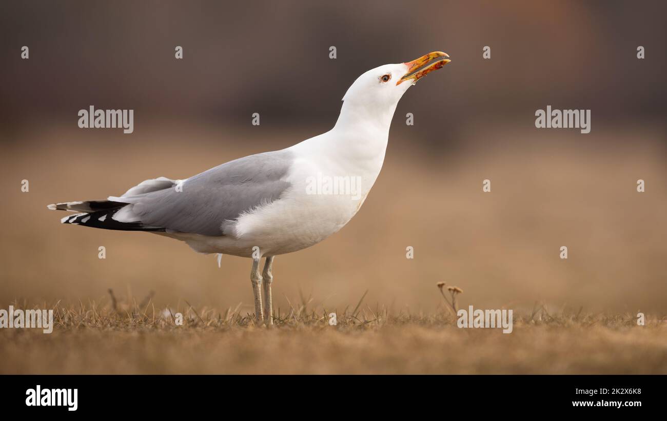 Adult caspian gull sitting on the ground in autumn and calling Stock ...
