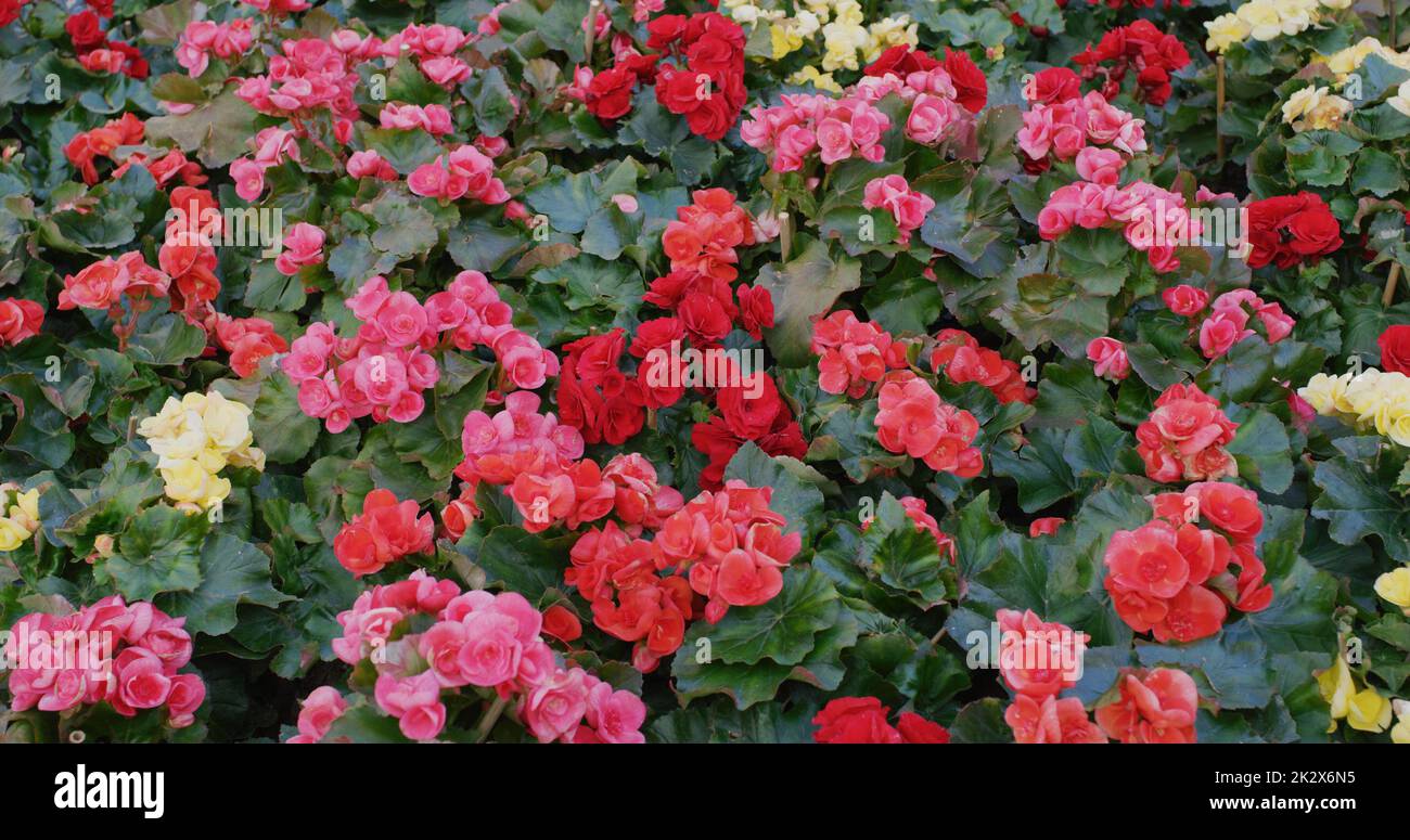 Begonia rose green leaf hi-res stock photography and images - Alamy