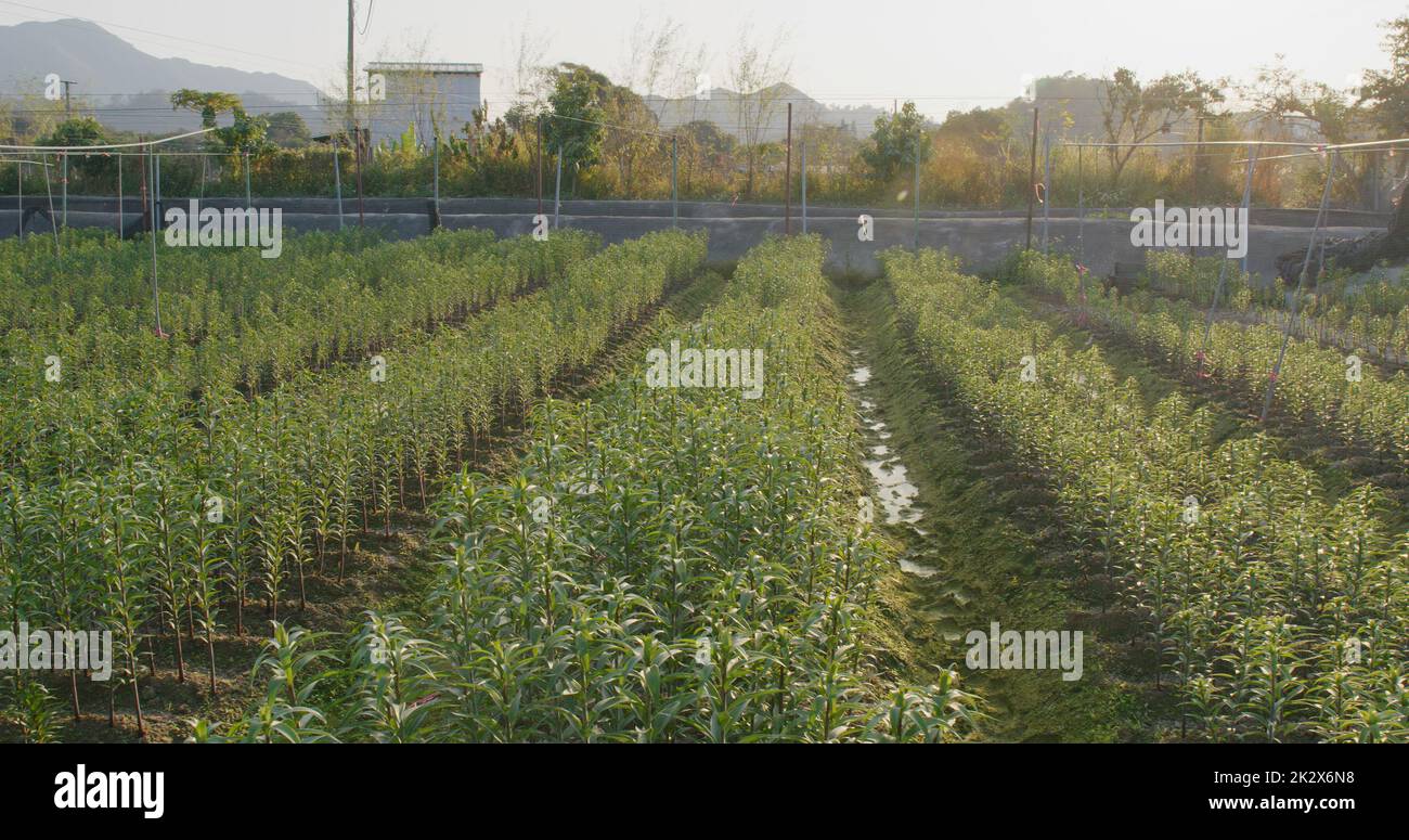 Flower lily planting on the farm garden Stock Photo - Alamy