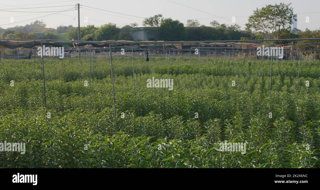 Lily farm hi-res stock photography and images - Alamy