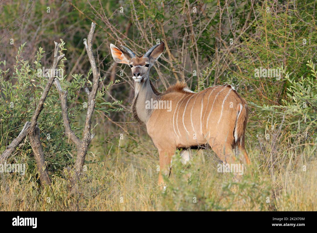 Kudu antelope in natural habitat Stock Photo - Alamy