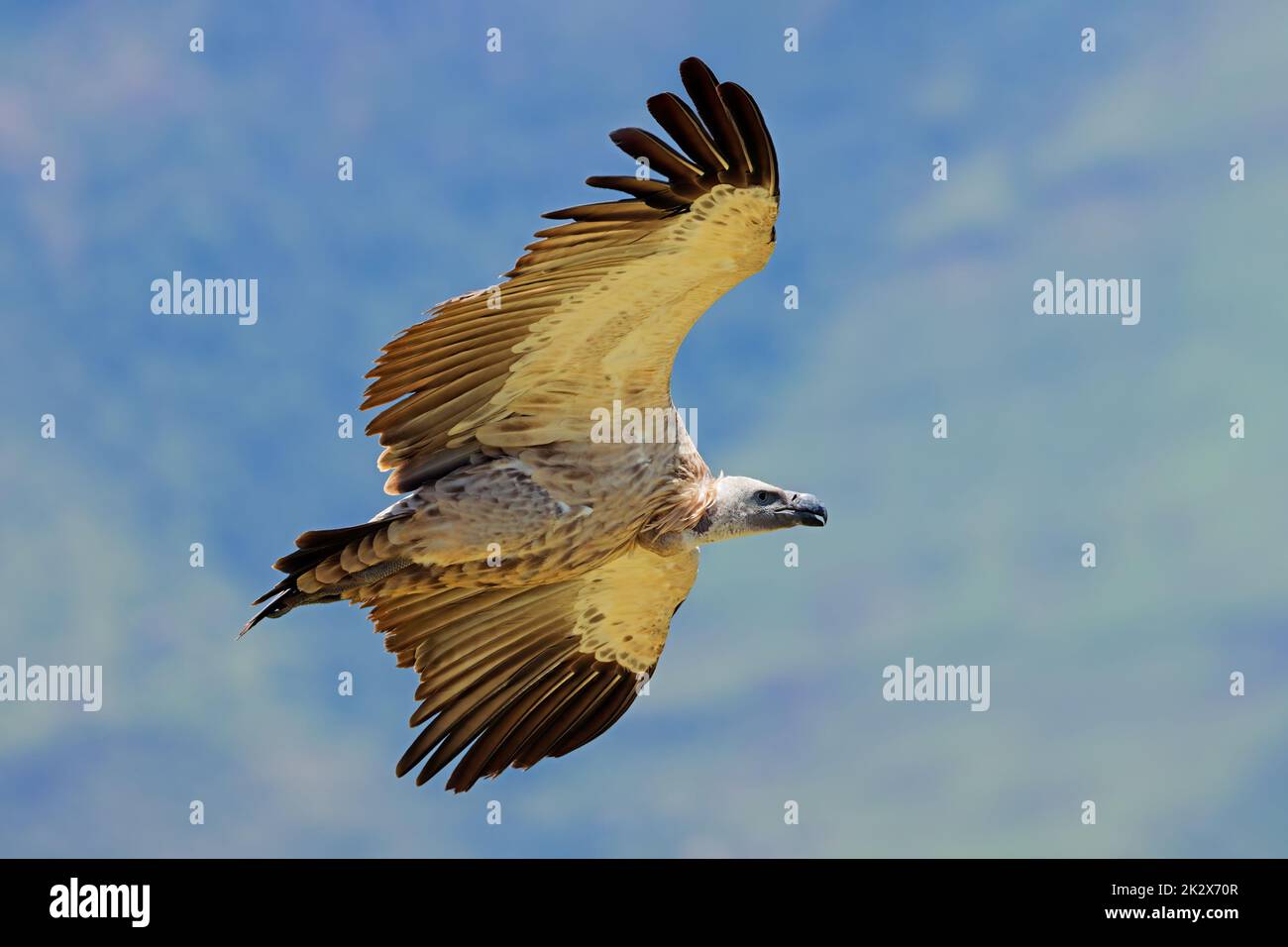 Cape vulture in flight - South Africa Stock Photo - Alamy