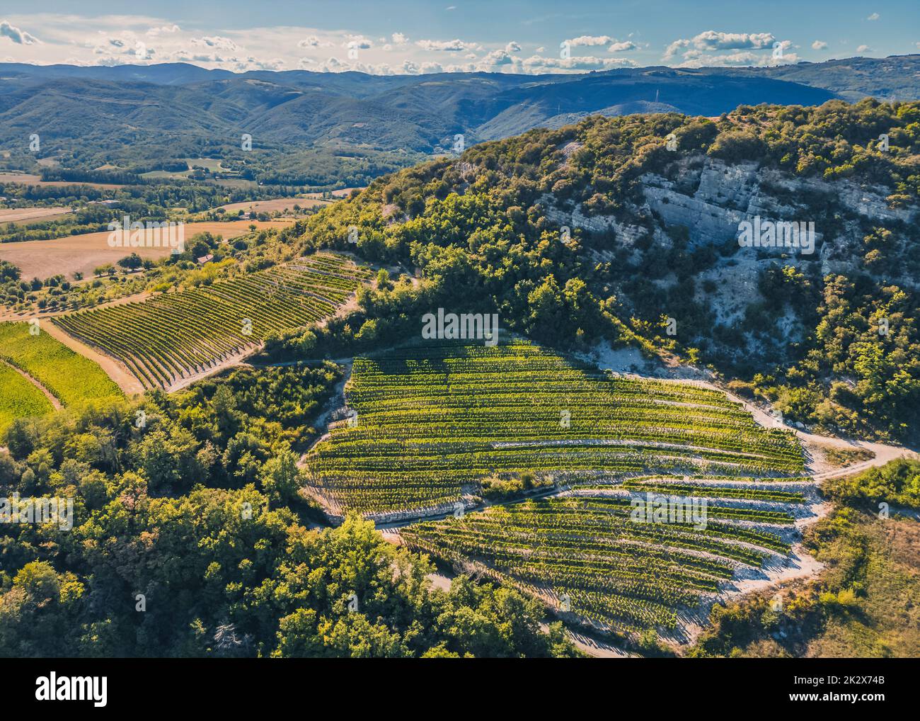 Panoramic aerial photo of the ripening grape fields during the summer ...