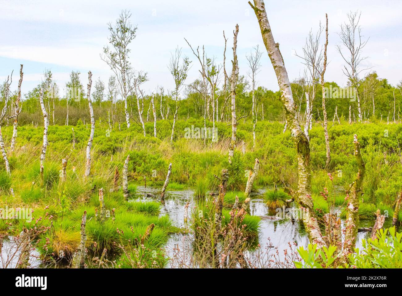 Bog moor swamp pond river lake green plants forest Germany Stock Photo ...