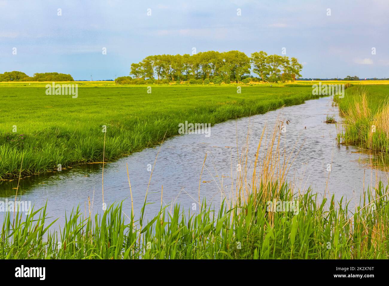 Harrier sand germany hi-res stock photography and images - Alamy