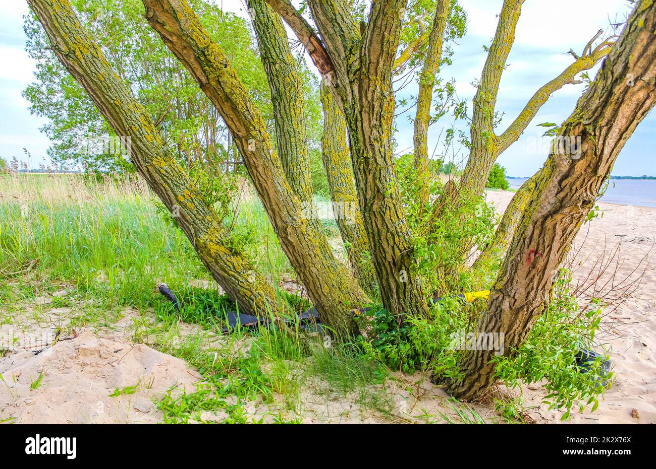 Harrier sand germany hi-res stock photography and images - Alamy