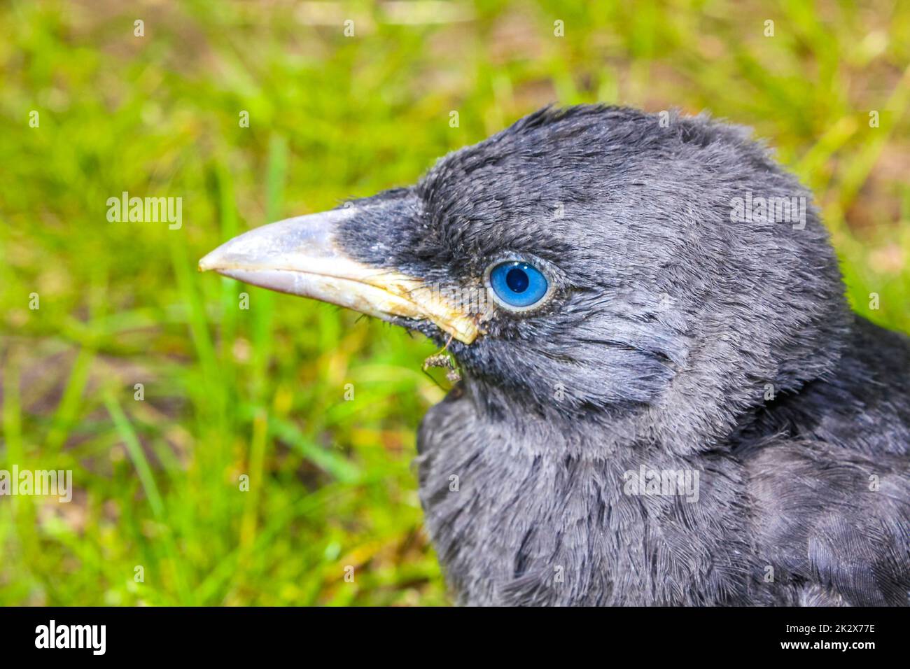 Black crow jackdaw with blue eyes sitting in green grass Stock Photo ...