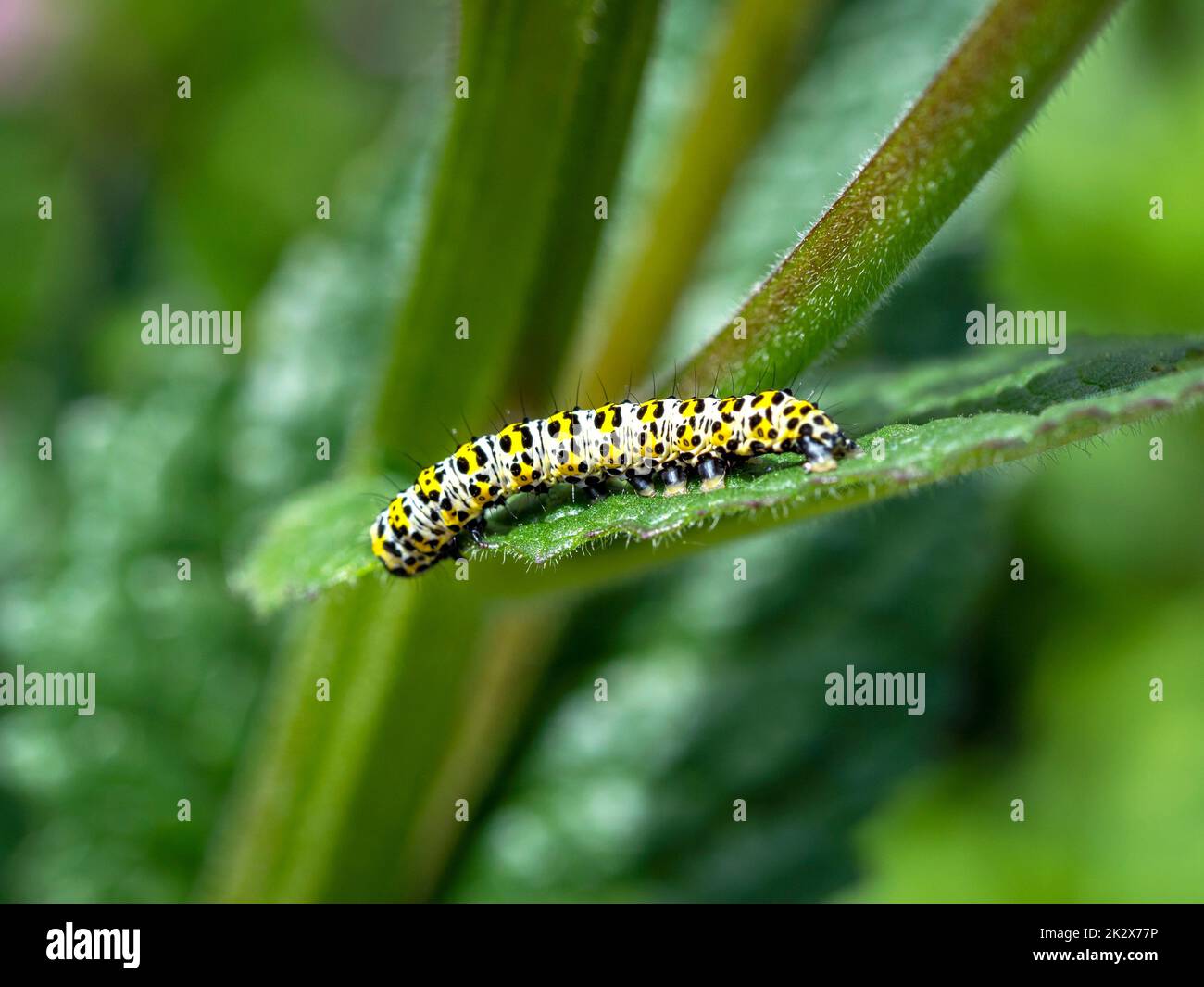 Caterpillar of the mullein moth Cucullia verbasci Stock Photo - Alamy
