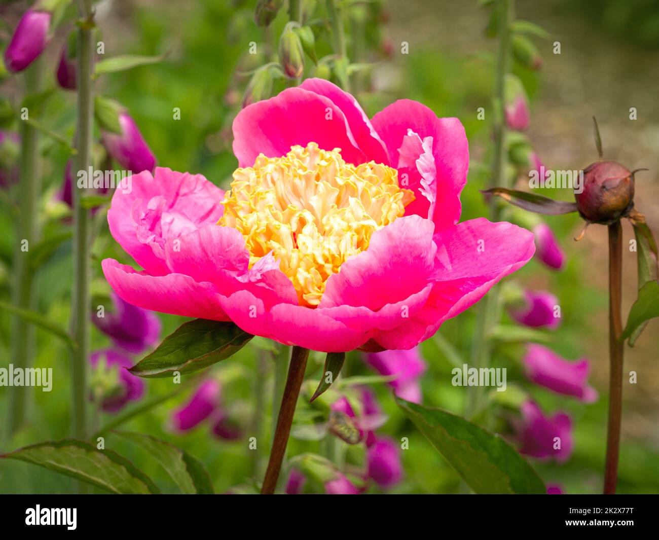 Paeonia lactiflora doreen hi-res stock photography and images - Alamy