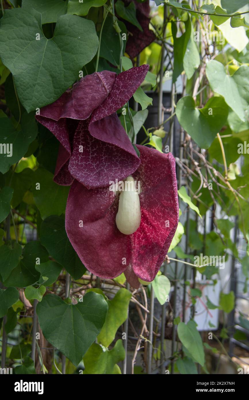 green Climber plants Stock Photo - Alamy