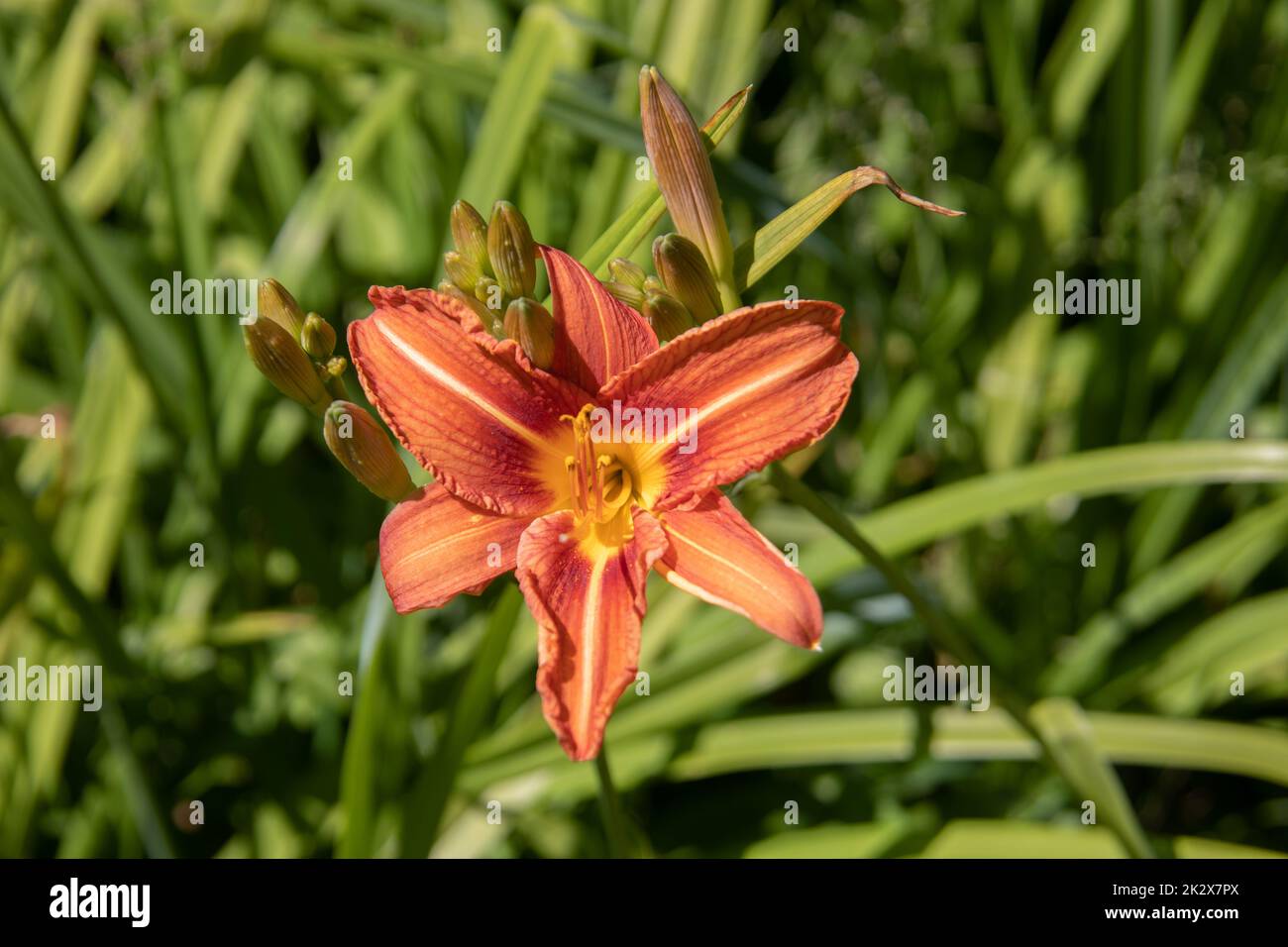 Beauty of liles hi-res stock photography and images - Alamy