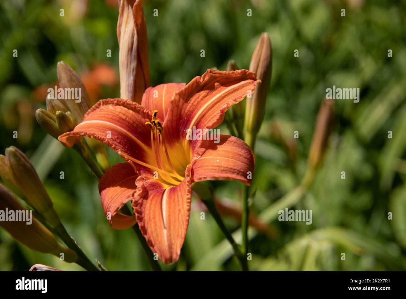 Beauty of liles hi-res stock photography and images - Alamy