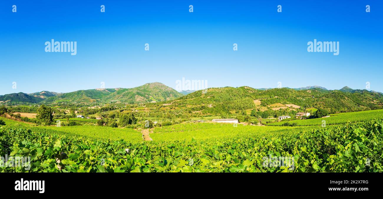 Panorama of a vineyard in spring. Agriculture Stock Photo - Alamy