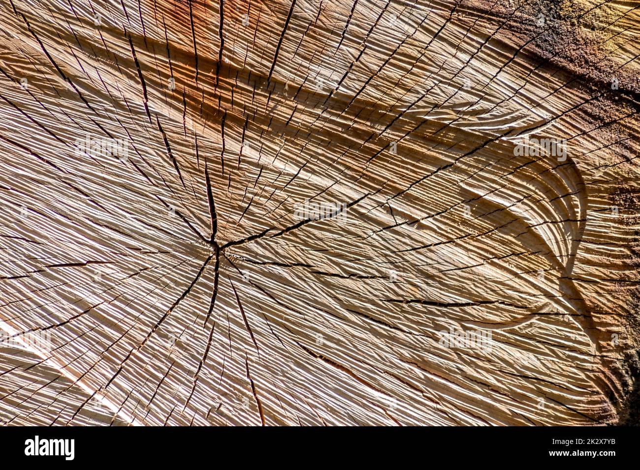 Cut tree disc of construction wood after deforestation stacked woodpile ...