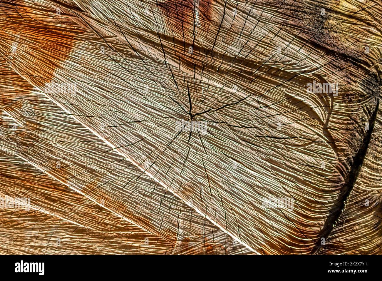 Cut tree disc of construction wood after deforestation stacked woodpile ...