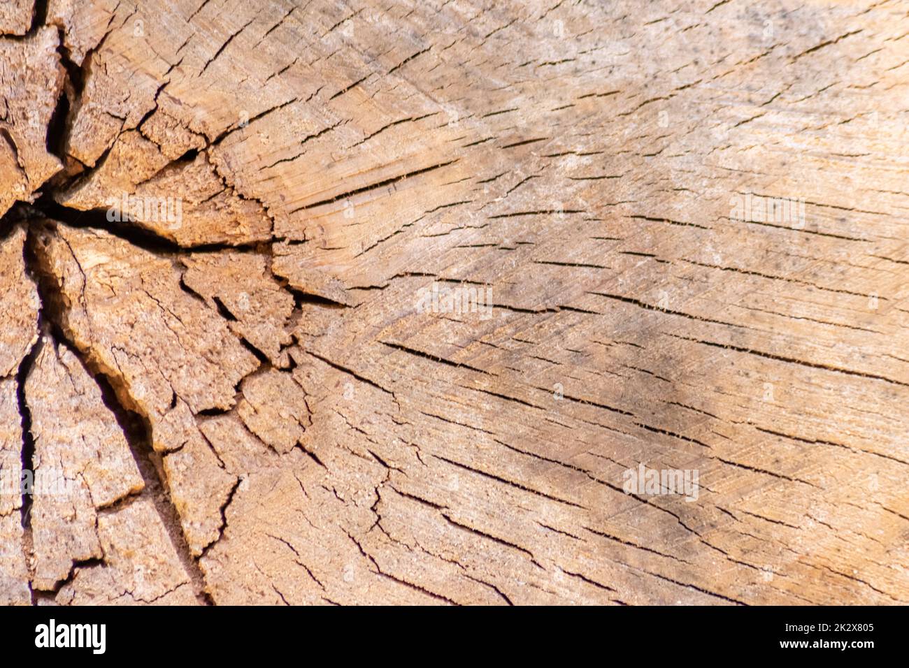 Cut tree disc of construction wood after deforestation stacked woodpile ...
