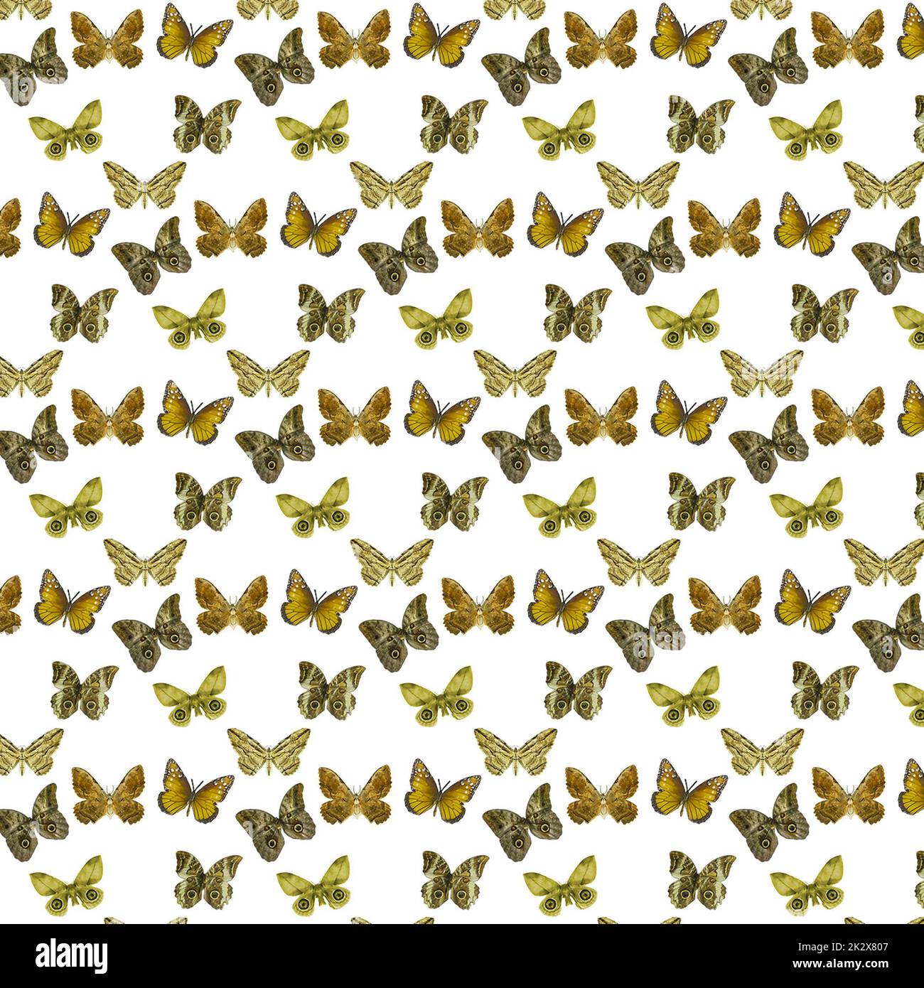 Moths Photos Motif Pattern Stock Photo - Alamy
