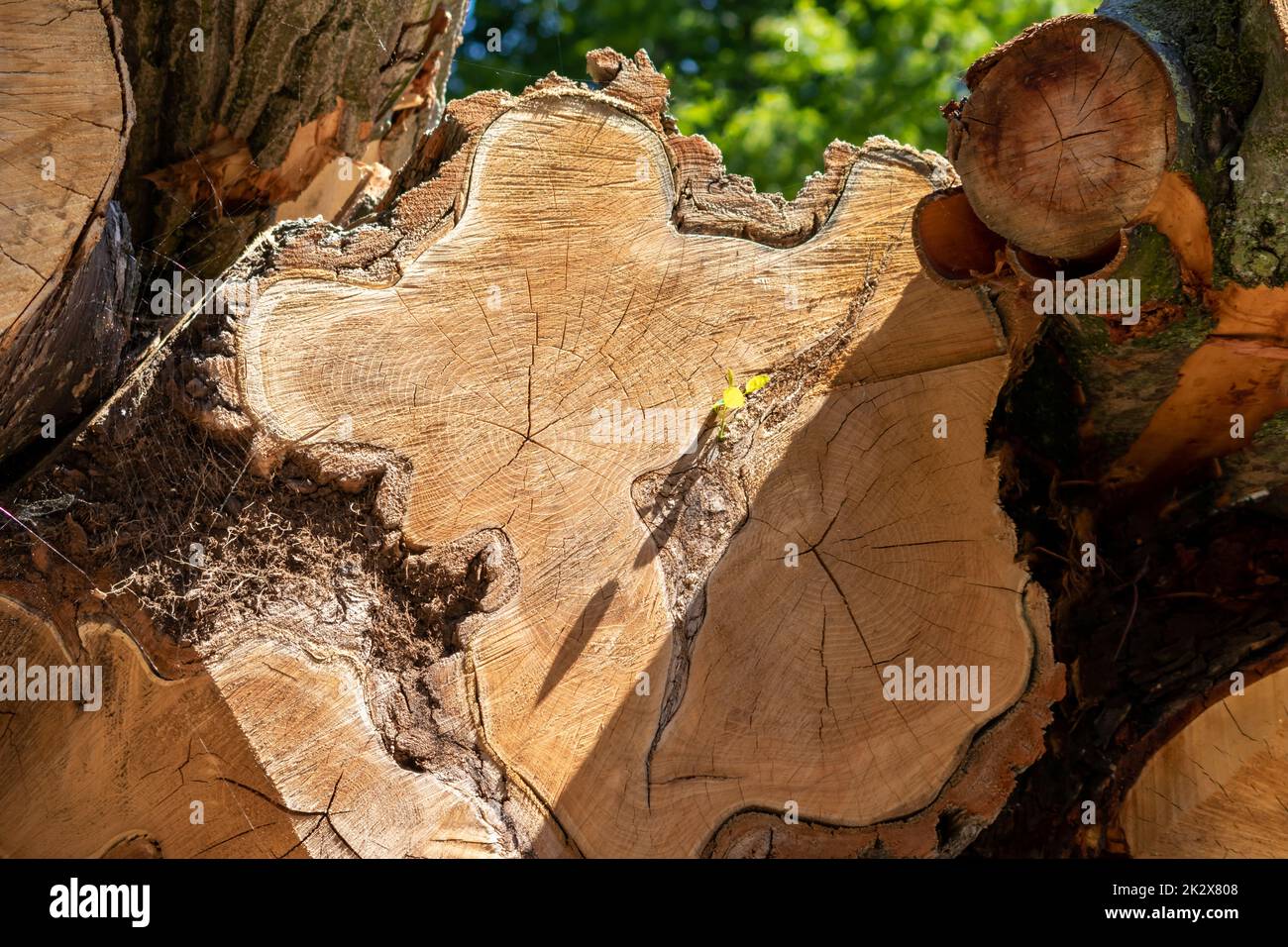 Cut tree disc of construction wood after deforestation stacked woodpile ...