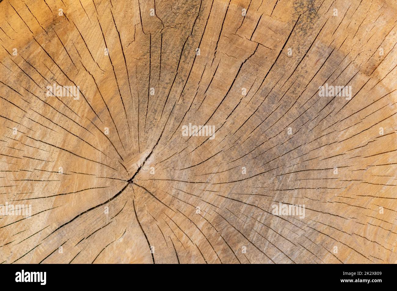 Cut tree disc of construction wood after deforestation stacked woodpile ...