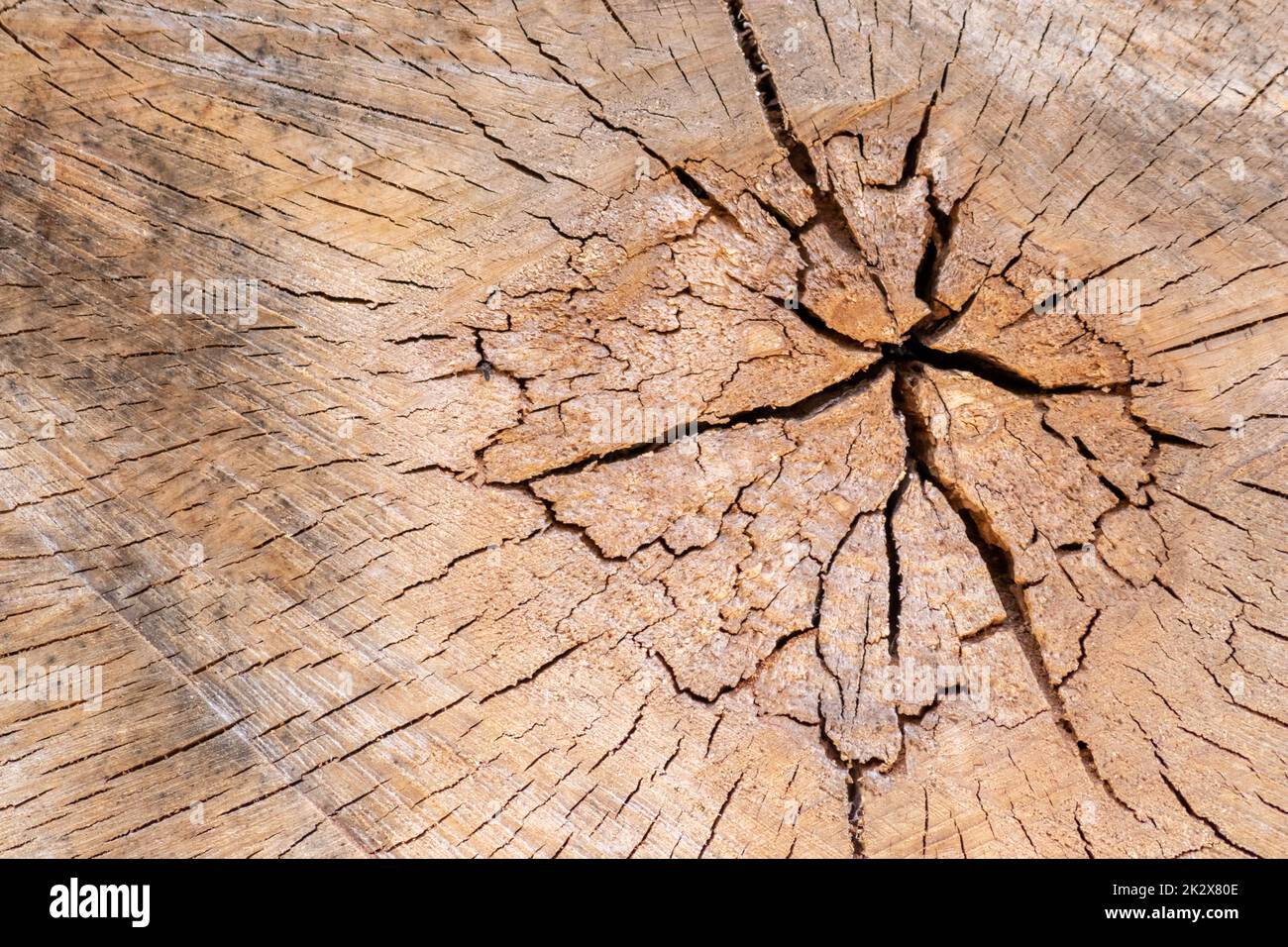 Cut tree disc of construction wood after deforestation stacked woodpile ...