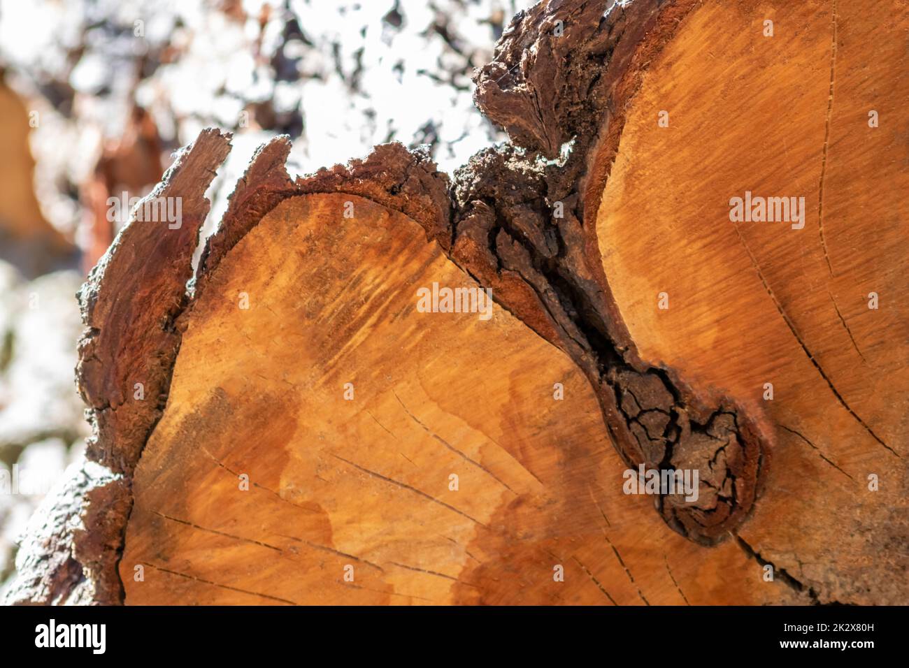Cut tree disc of construction wood after deforestation stacked woodpile ...