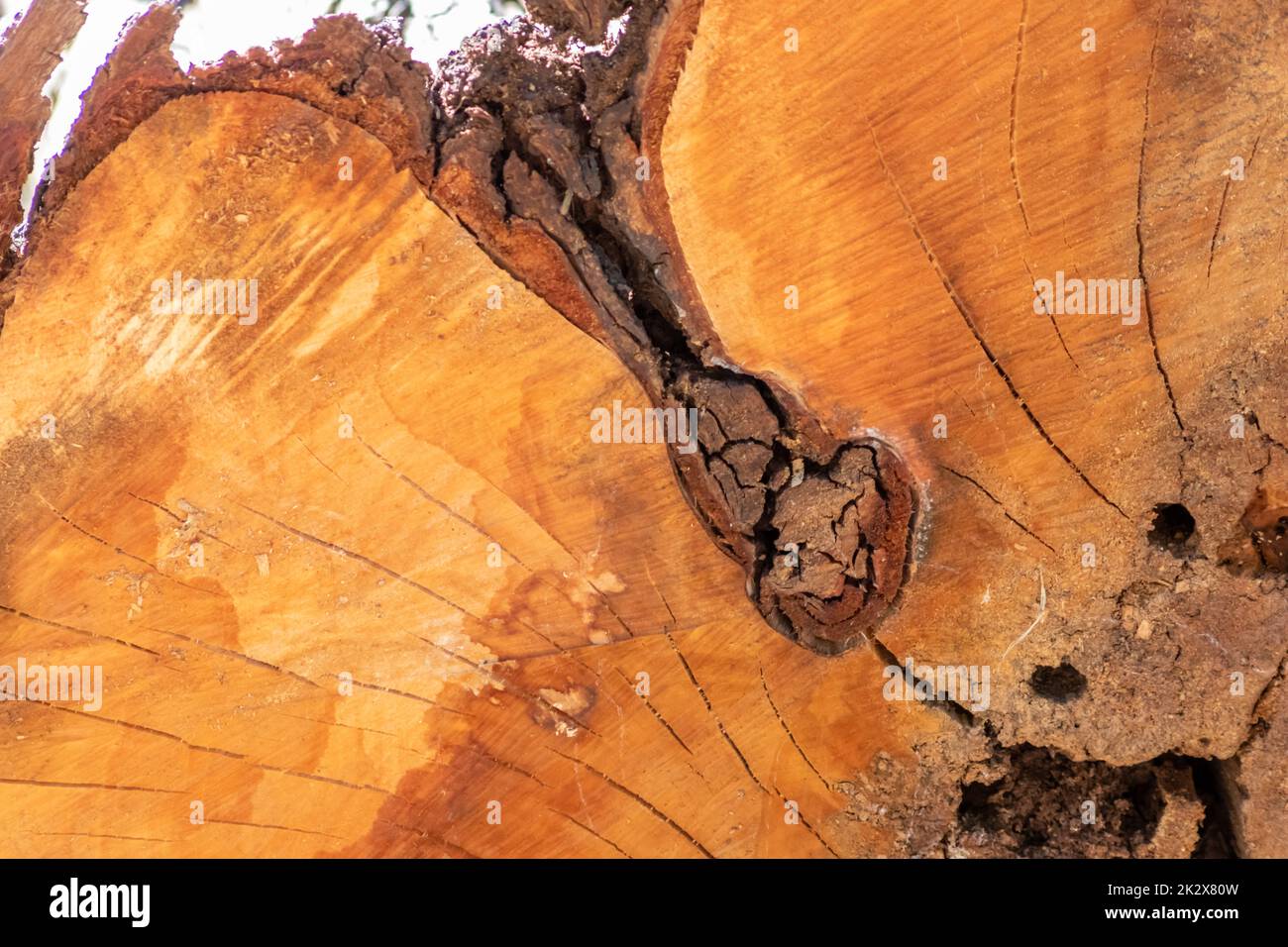Cut tree disc of construction wood after deforestation stacked woodpile ...